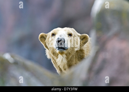 Portrait of an Ice Bear. portrait of an Ice Bear Stock Photo - Alamy
