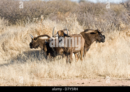 Landscape view of three white-tailed deer eating at a corn feeder in a ...