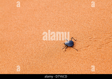 Tok-tokkie darkling beetle (Onymacris sp.) with brown elytrae and black ...