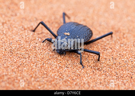Tok-tokkie darkling beetle (Onymacris sp.) with brown elytrae and black ...