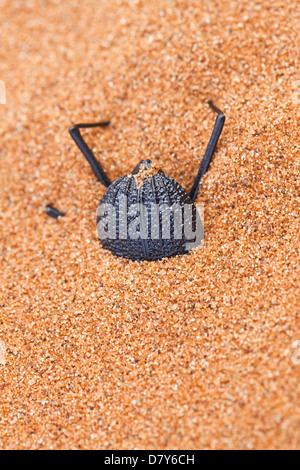 Darkling Beetle (Onymacris unguicularis) drinking, Namib Desert ...