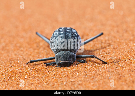 Darkling Beetle (Onymacris unguicularis) drinking, Namib Desert ...