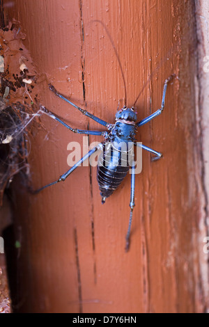 Armored bush cricket (Acanthoplus discoidalis), Northern Cape, South ...