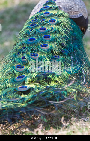 Close up detail of a male peacocks tail feathers shining in the ...