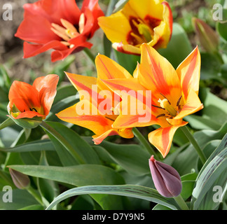 Close up of colorful tulips in a field featuring various colors, and ...