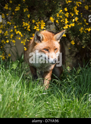 Red fox on the prowl Stock Photo - Alamy