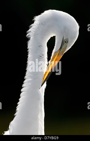 Great Egret facial close up Stock Photo - Alamy