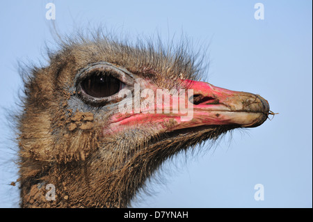 A closeup of a common ostrich's head (Struthio camelus) behind a fence ...