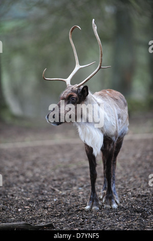 Reindeer or Caribou, Rangifer tarandus, Capreolinae, Cervidae. Arctic ...