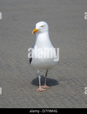 Funny seagull, silly looking bird, Australian Silver Gull with its ...