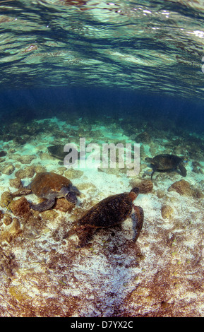 Green Sea Turtles of the Galapagos Islands Stock Photo - Alamy