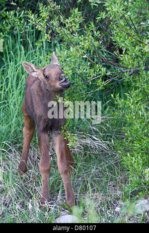 Young moose,eating twigs, twig eater, diet, habitat, wildlife, nature ...