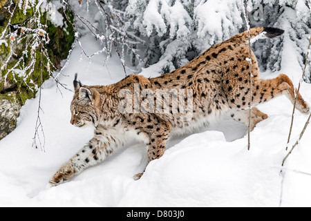 Lynx, Lynx lynx, snow, run, side view, big cat, predator, mammal ...
