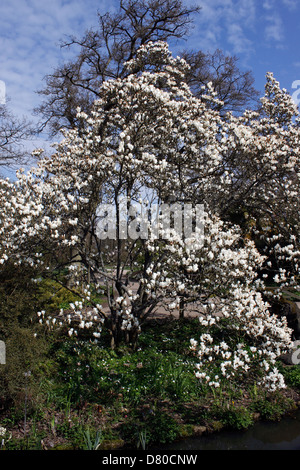 Magnolia denudata in Flower Stock Photo - Alamy
