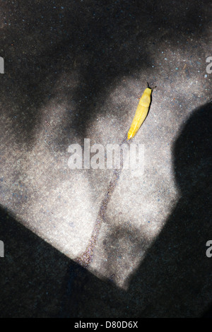 Banana slug leaving a slime trail on concrete Stock Photo - Alamy