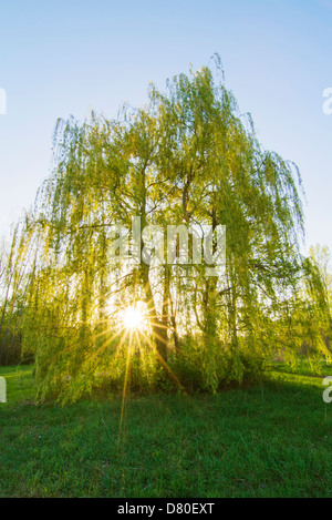 Weeping willow tree with green and orange fall colors reflecting on a ...