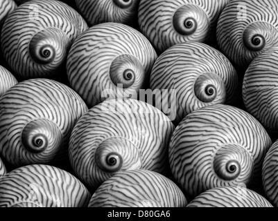 Close up of Striped Moon sea shell Stock Photo - Alamy