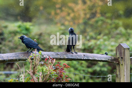 Pair of Jackdaw (Corvus monedula) sitting on chimney pot, Windermere ...