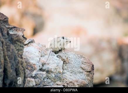 MULTIMAMMATE MOUSE or African Soft-furred Rat Praomys (Mastomys ...