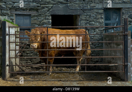 Bull in pen on a Lake District farm, Cumbria, England UK Stock Photo ...