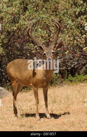 Californian Black-tailed buck looking at the viewer Stock Photo - Alamy