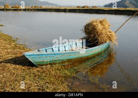 Nepal. Harvesting hay in the fields in Nepal and transporting the hay ...