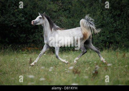 trotting arabian horse Stock Photo - Alamy