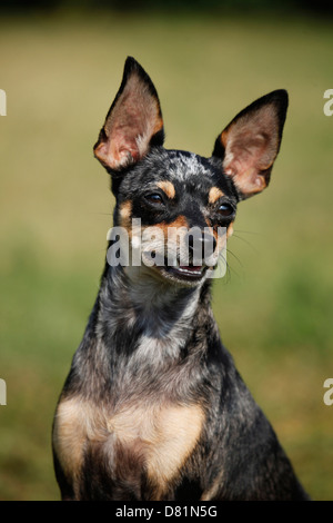 red Prague Ratter Stock Photo - Alamy