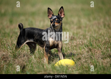Prazsky krysarik, Prague Ratter (Canis lupus f. familiaris), standing ...