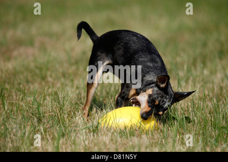 Prazsky krysarik, Prague Ratter (Canis lupus f. familiaris), three ...