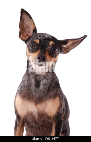 red Prague Ratter Stock Photo - Alamy