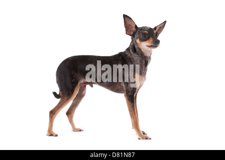 Prazsky krysarik, Prague Ratter (Canis lupus f. familiaris), three ...