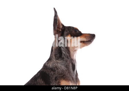 Prazsky krysarik, Prague Ratter (Canis lupus f. familiaris), three ...