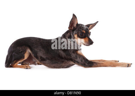 Prazsky krysarik, Prague Ratter (Canis lupus f. familiaris), three ...