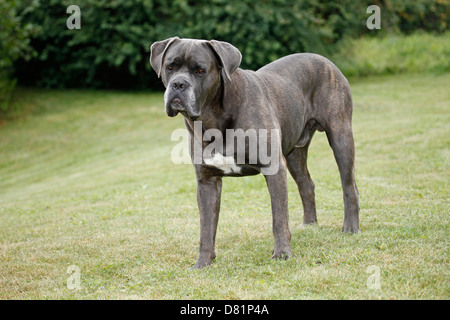 standing Cane Corso Stock Photo - Alamy