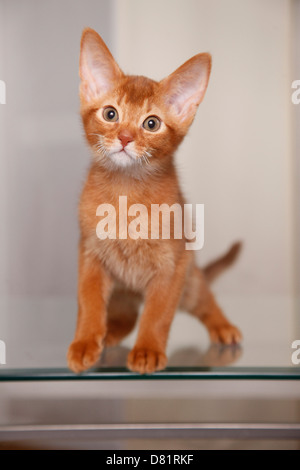 Abyssinian, kittens, sorrel Stock Photo - Alamy