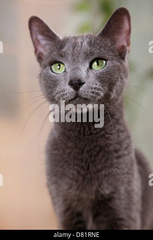 Russian Blue Portrait Stock Photo - Alamy