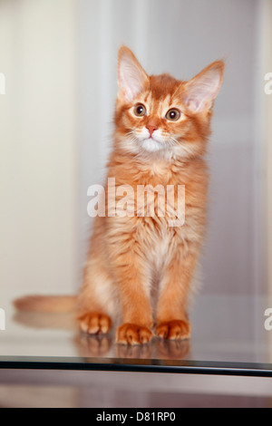Sorrel Somali cat kitten, sitting through white photo frame. Looking ...