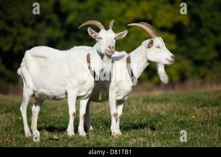 Two white bearded goats grazing in green meadow grass on bright sunny ...