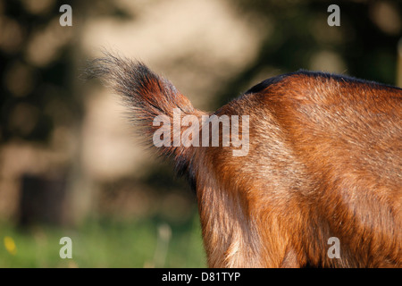 Tail of a goat Stock Photo - Alamy