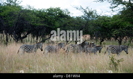 A dazzle of zebras walking in the grass of wilderness Stock Photo - Alamy