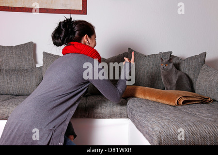 rant and rave at British Shorthair Stock Photo - Alamy