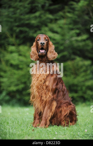 Dog Irish Setter / Red Setter adult running in a field Stock Photo - Alamy