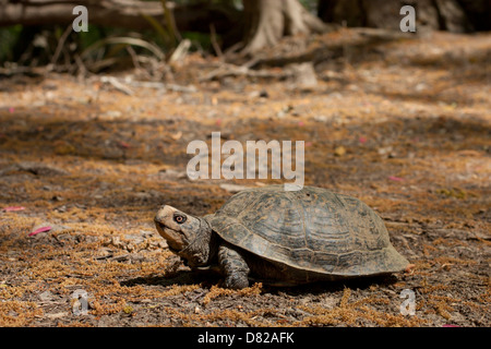 A gulf coast box turtle eating in the mud - Terrapene carolina major ...