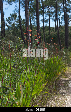 Pine wood forest in Portugal Stock Photo - Alamy