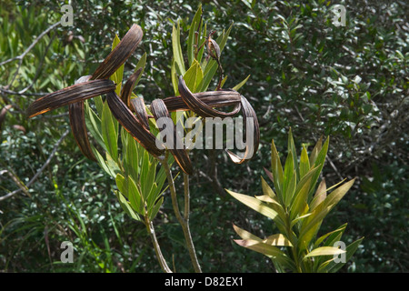 Nerium oleander fruits Stock Photo - Alamy