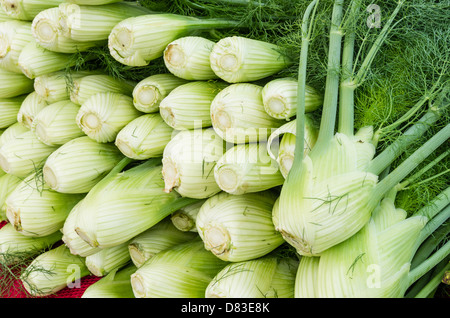 Freshly harvested fennel bulbs on display at the market Stock Photo - Alamy