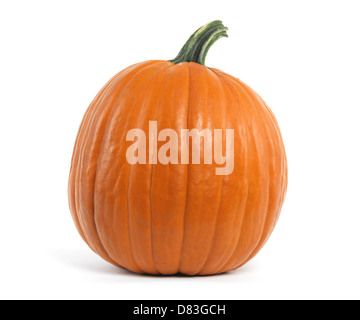 A Single Large Orange Pumpkin on a White Background Stock Photo - Alamy