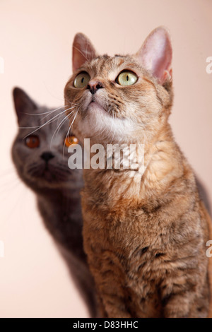 Two tortoiseshell Cats (Felis catus), one hissing and the other sitting ...