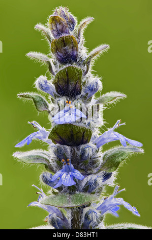 Common self-heal plant Prunella vulgaris flowering Stock Photo - Alamy